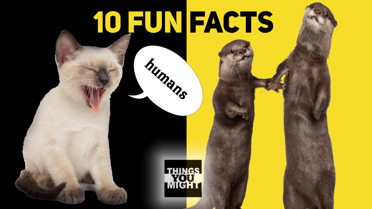 Top 10 Fun Facts You Might Want To Know - Things You Might